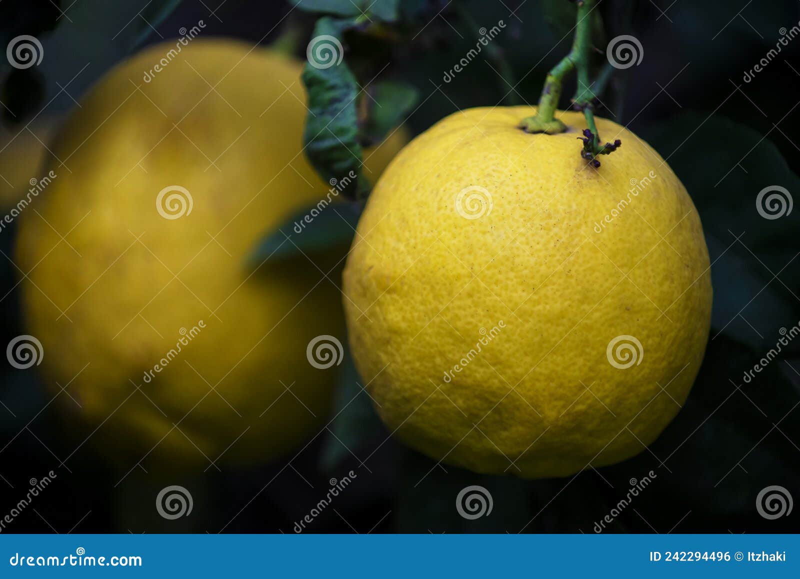 Yellow lemon on tree stock photo. Image of healthy, lemon - 242294496