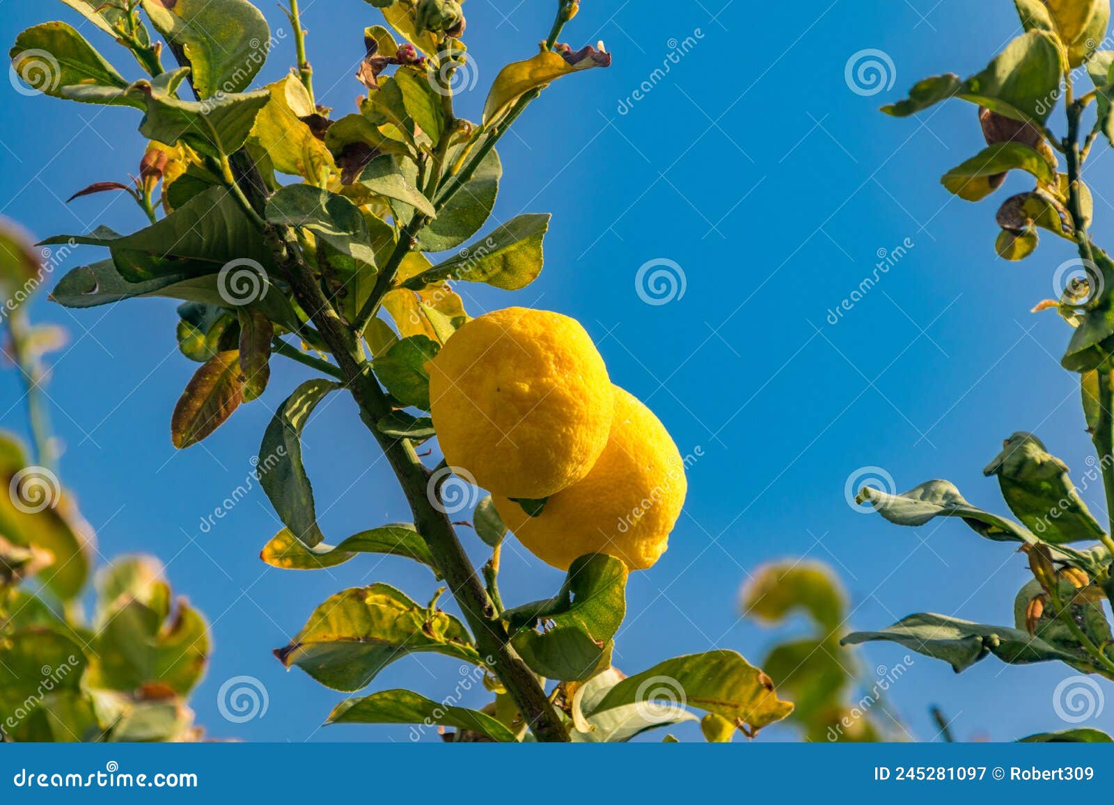 Yellow Lemon on the Tree in Cyprus Stock Image - Image of agriculture ...