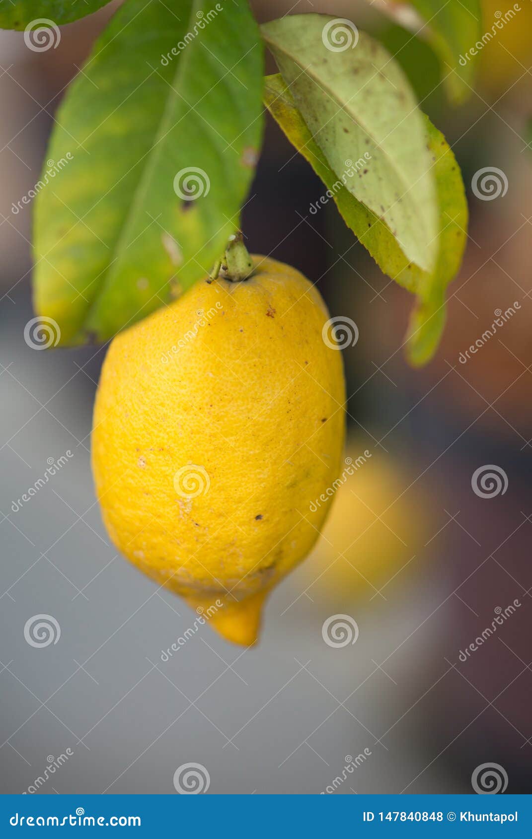 Yellow Lemon on Tree in Garden Stock Photo - Image of health, closeup ...