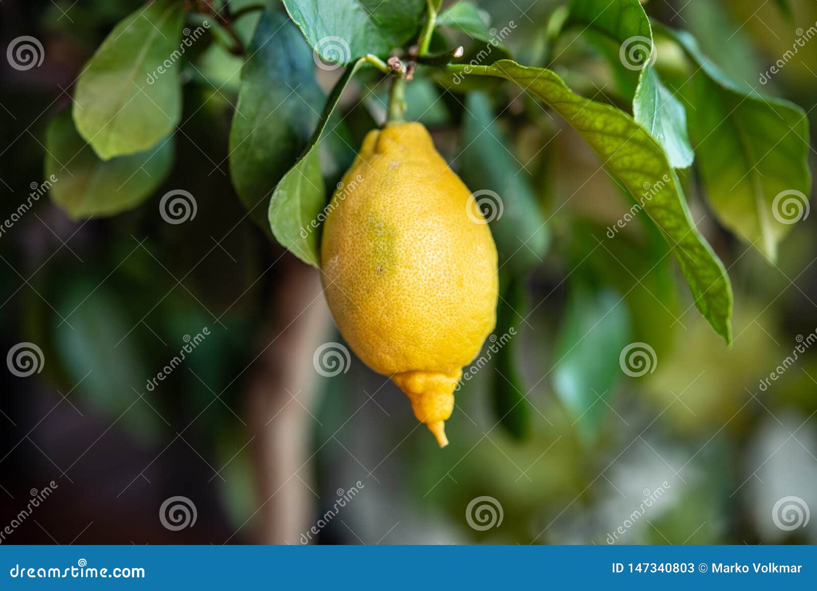 Yellow lemon on tree stock image. Image of ripe, green - 147340803