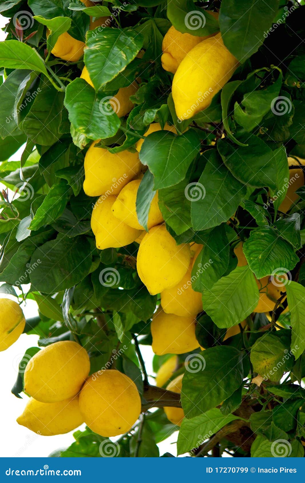 Yellow lemons. stock image. Image of health, fruit, healthy - 17270799