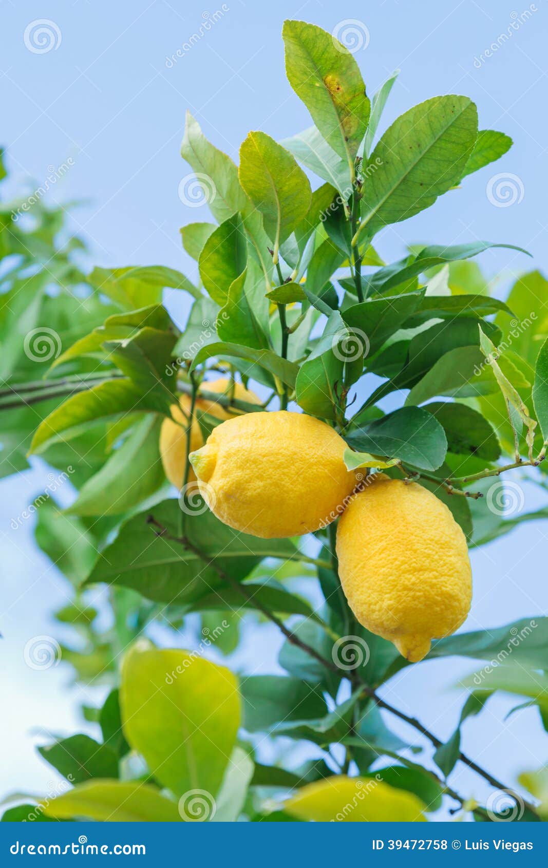 Yellow lemons on tree stock photo. Image of green, grow - 39472758