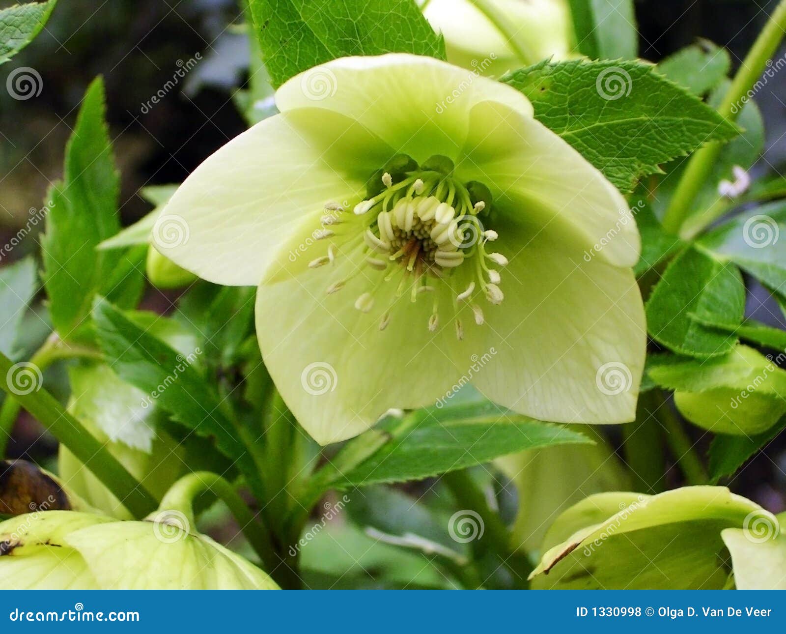 Yellow lenten rose stock photo. Image of flowering, early - 1330998