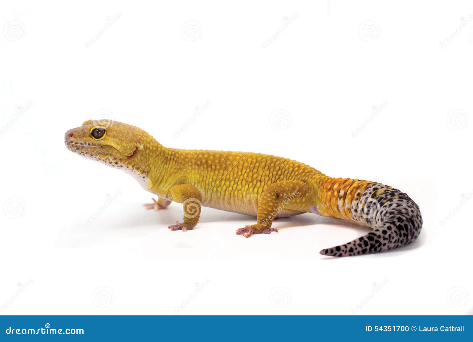 Yellow Leopard Gecko On White Background Royalty-Free Stock Image ...