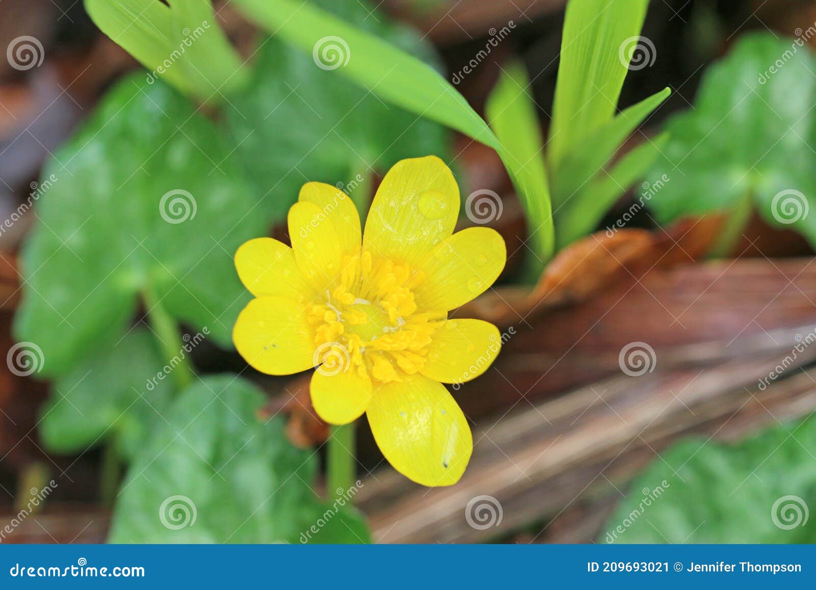 Lesser Celandine Flower in Spring Stock Image - Image of floral, flower ...