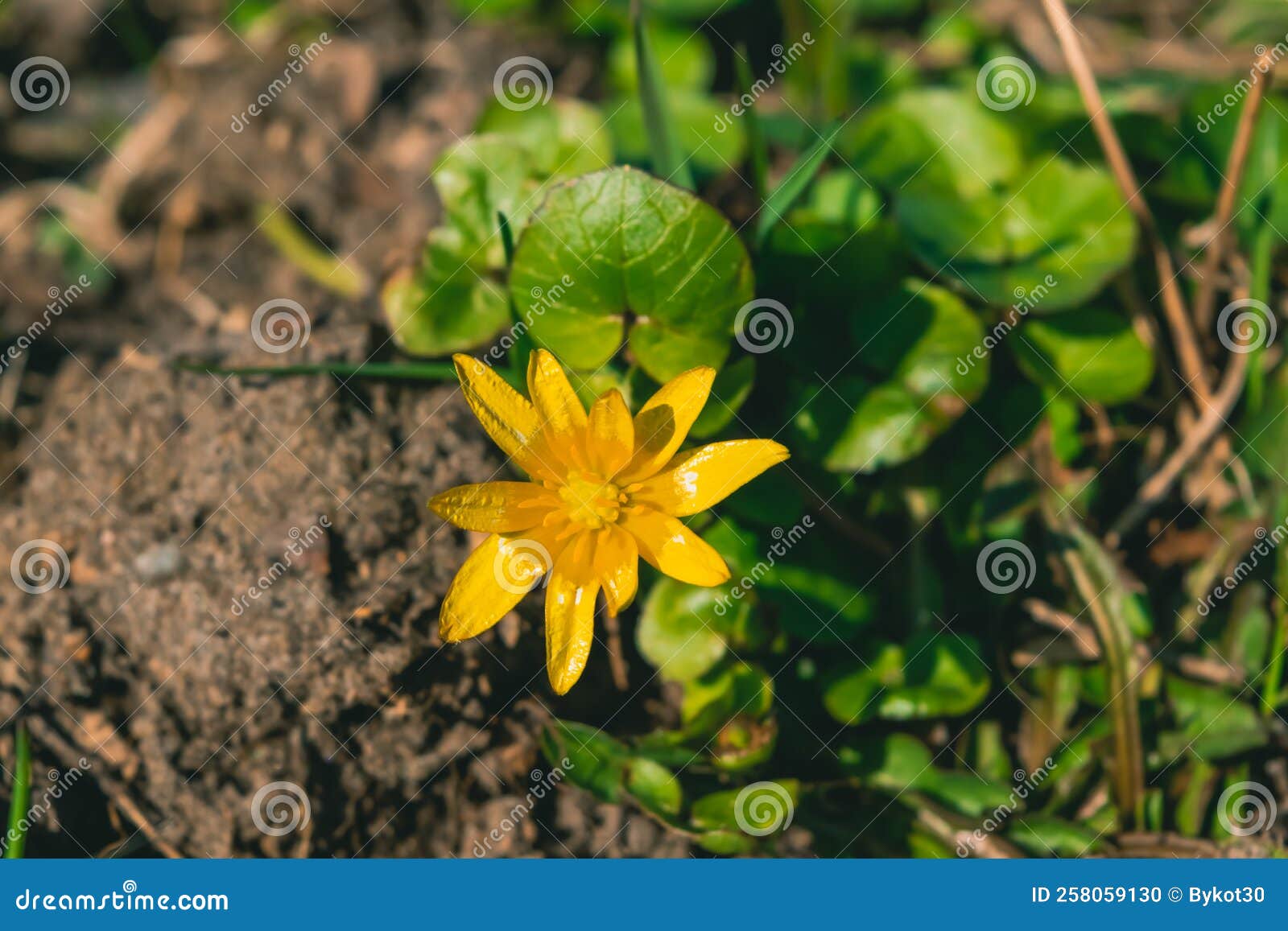 Yellow Lesser Celandine Flowers in the Garden. Close Up Stock Photo ...