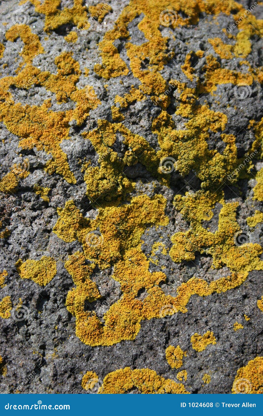 Yellow Lichen stock photo. Image of rock, rough, beach - 1024608