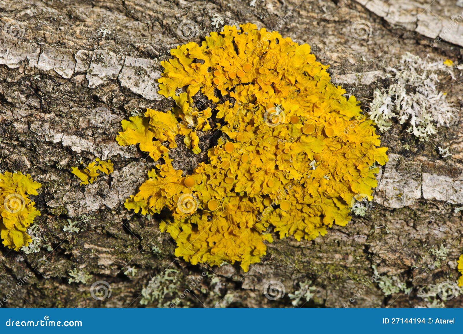 Yellow Map Lichen Rhizocarpon Geographicum On A Quartz Rock Royalty ...
