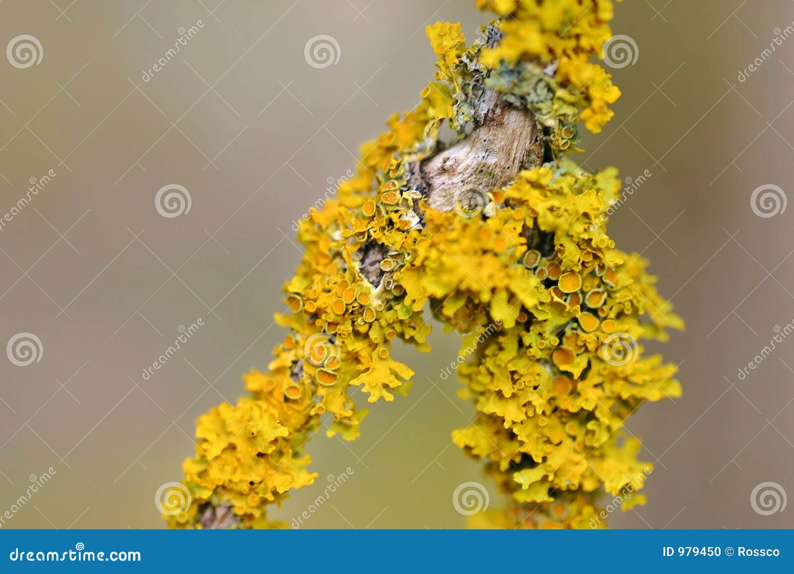Yellow Map Lichen Rhizocarpon Geographicum On A Quartzrock Stock Image ...