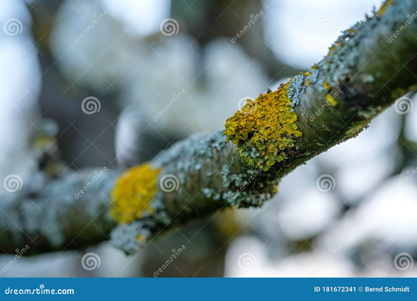 Yellow Lichen at a Apple Tree Branch Stock Image - Image of botanical ...