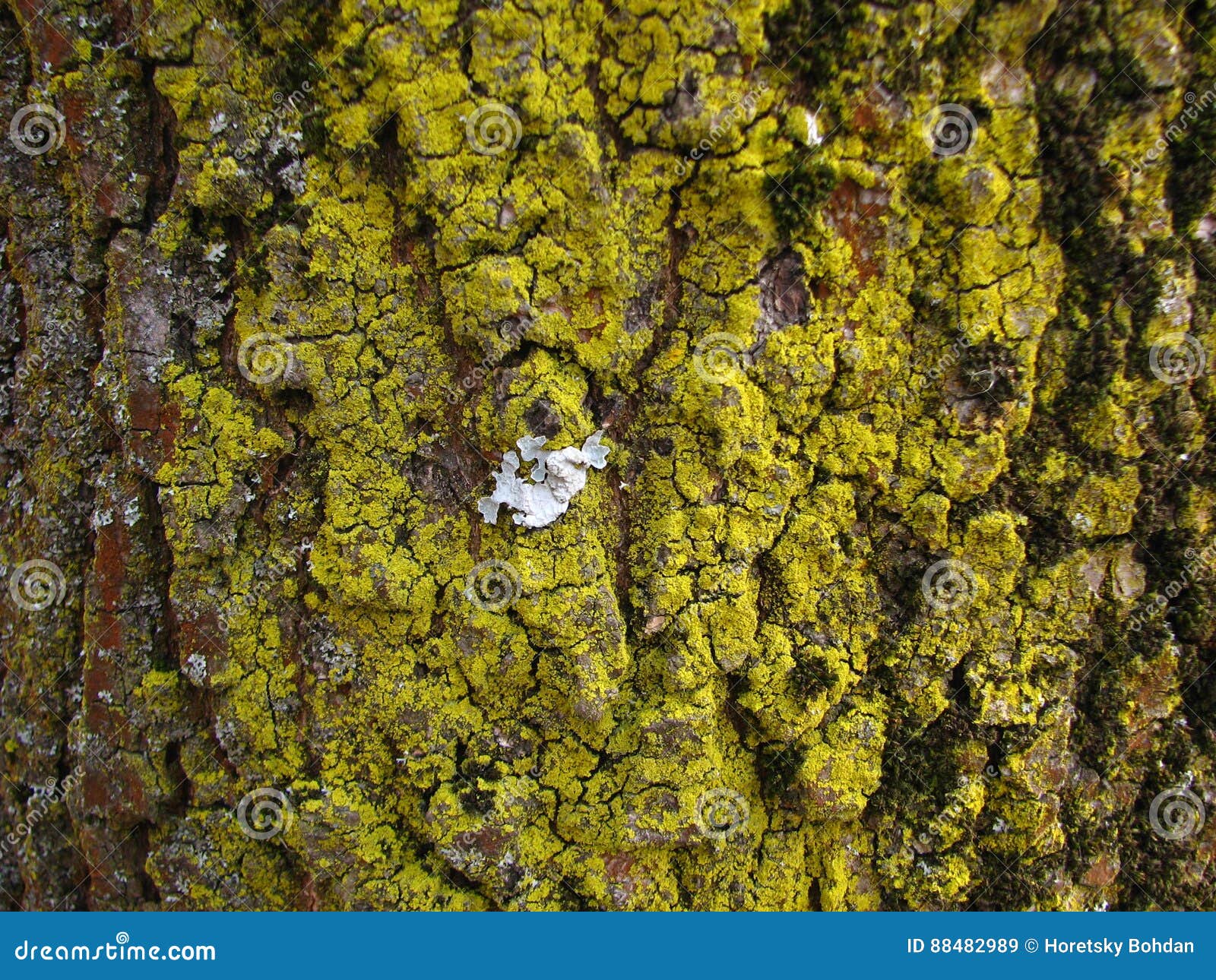 Yellow Lichen on Ash Tree Bark Closeup Stock Image - Image of ...