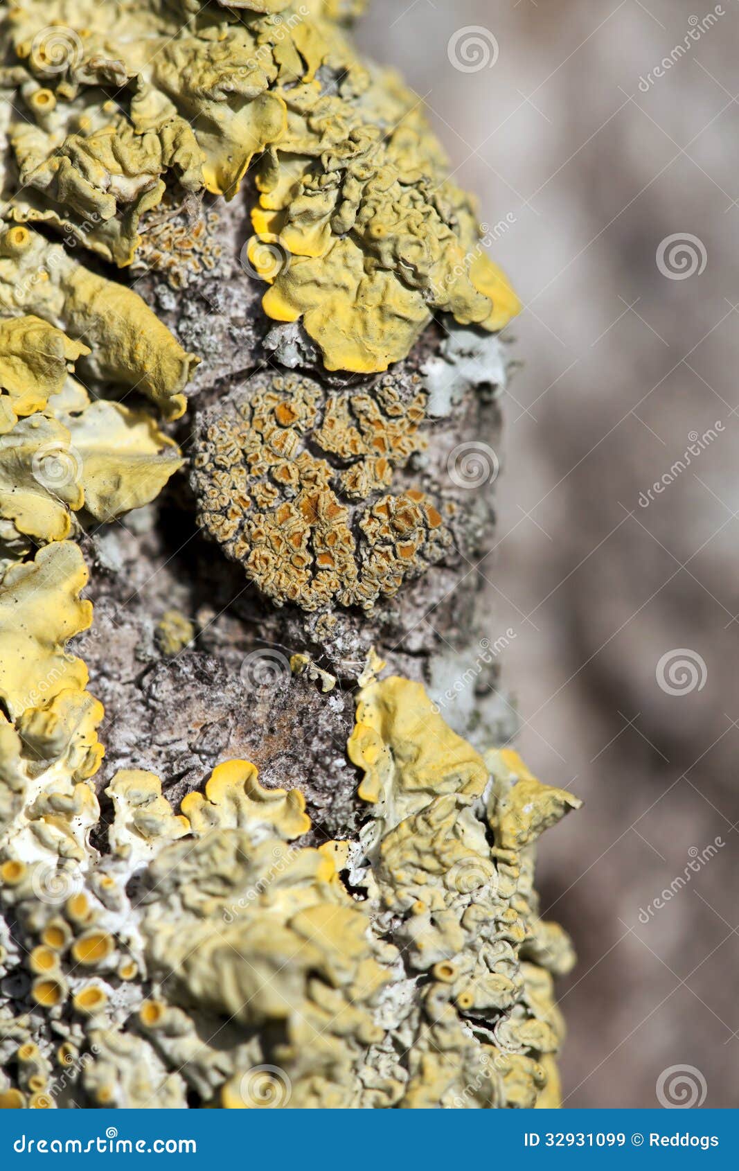 Yellow Map Lichen Rhizocarpon Geographicum On A Quartzrock Stock Image ...