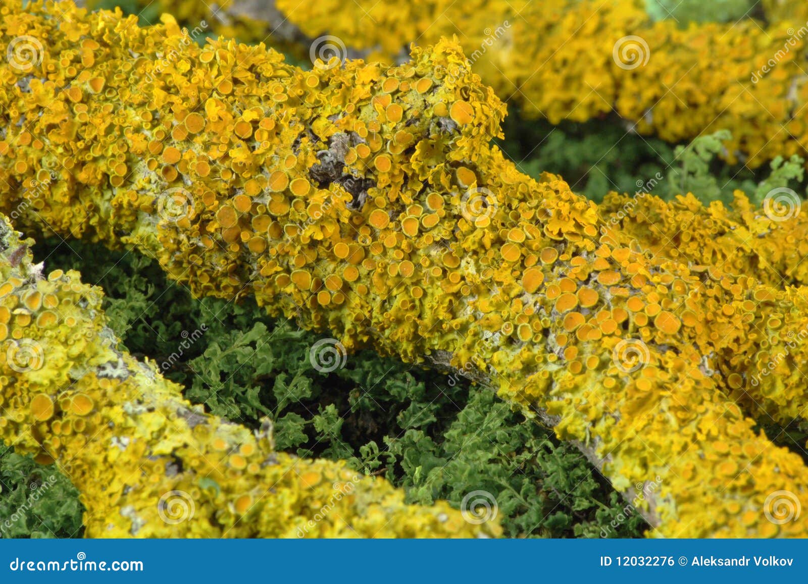 Yellow lichen on a branch stock photo. Image of bush - 12032276