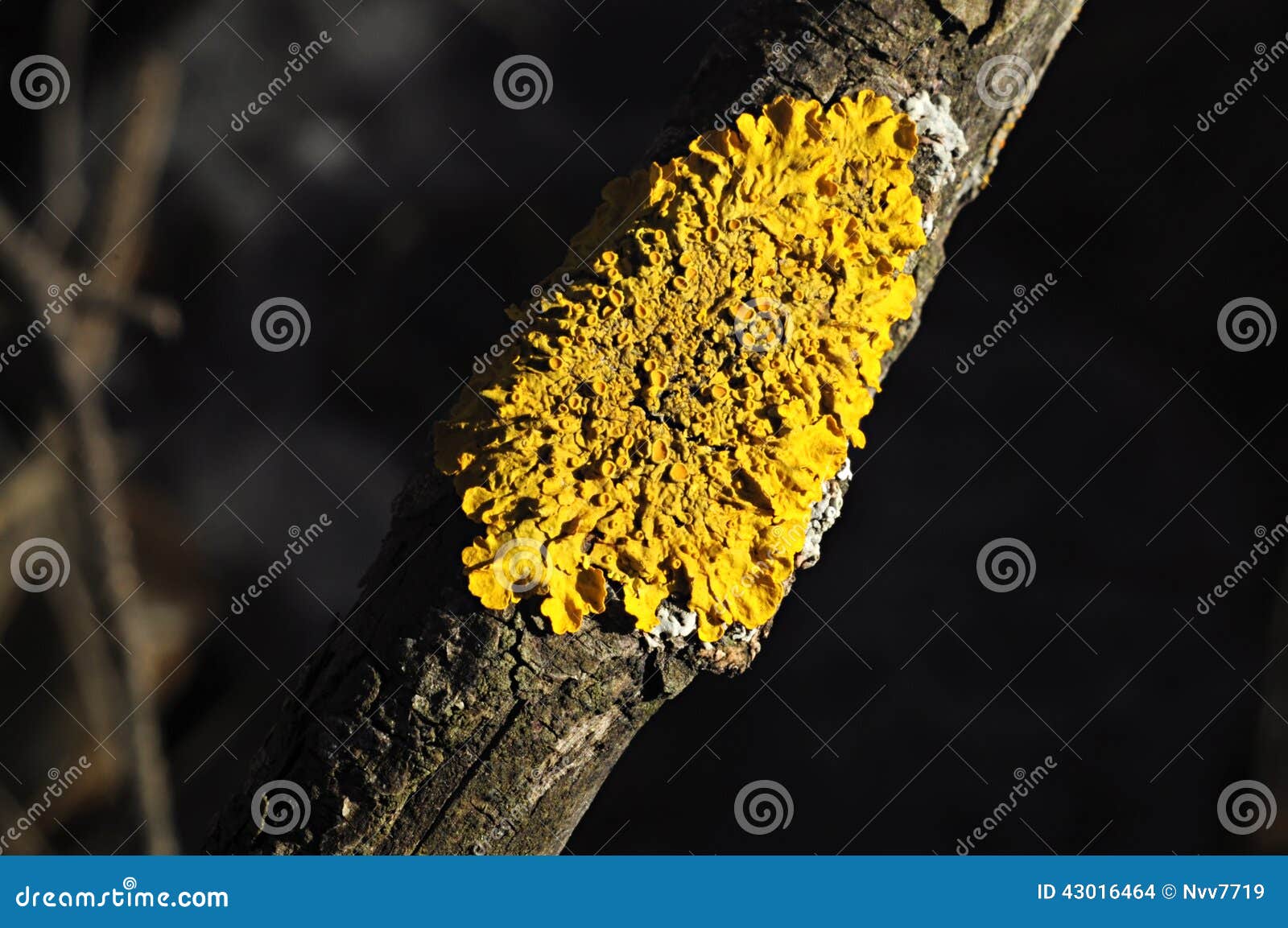 Yellow lichen stock photo. Image of plunt, sunny, background - 43016464