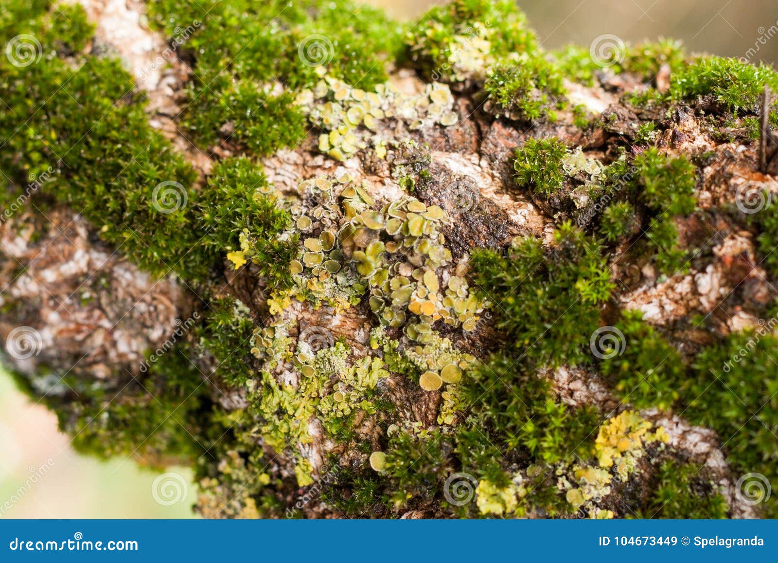 Lichen and Moss Growing on a Tree Branch Stock Image - Image of ...