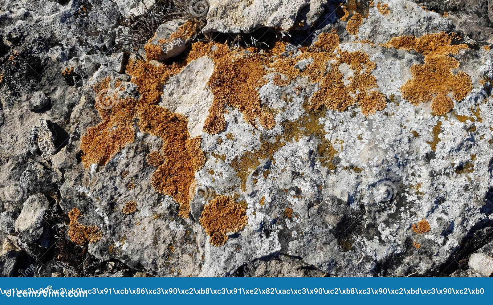 Yellow Lichen on a Stone. Stone Texture, Lichen. Stock Image - Image of ...