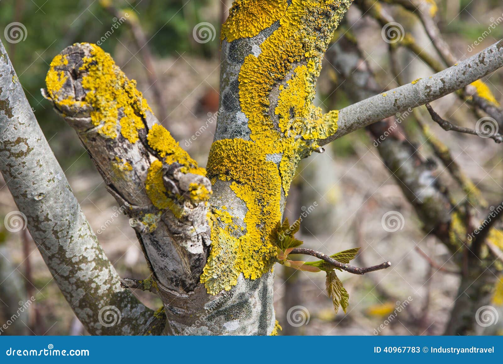 Yellow Lichen on Tree stock image. Image of closeup, scenics - 40967783