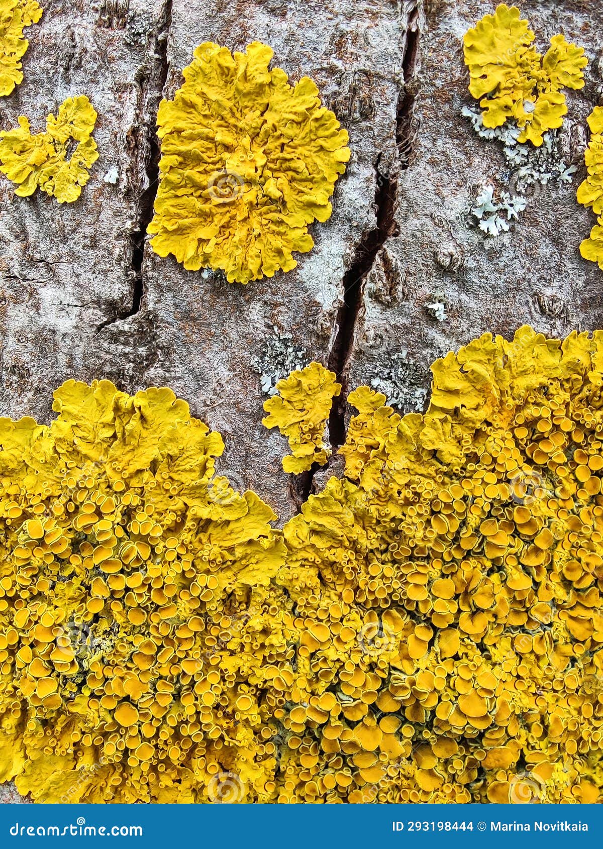Yellow Lichen on Tree Trunk Bark Background. Close-up of Moss Texture ...