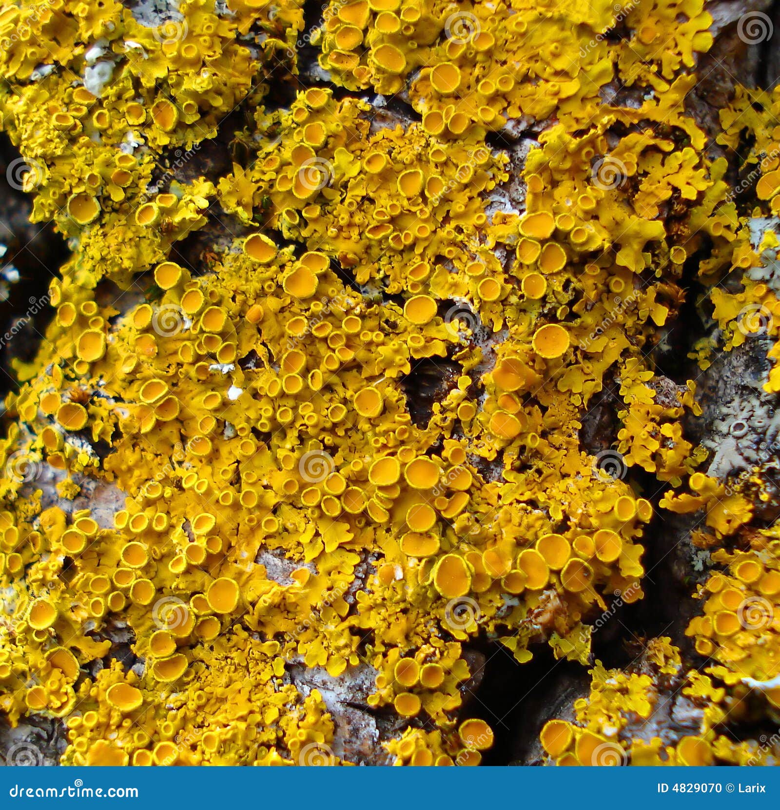 Yellow Lichens On The Bark Of A Maple Tree Royalty-Free Stock Photo ...