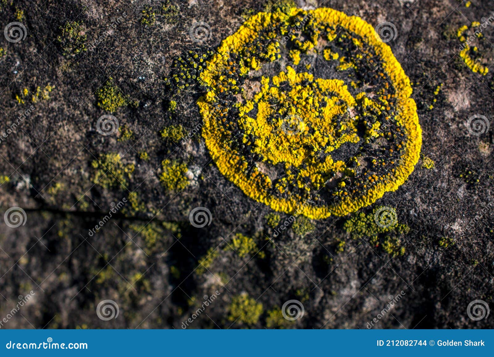Yellow Lichens Growing on a Stone Wall Creating a Decorative Design ...