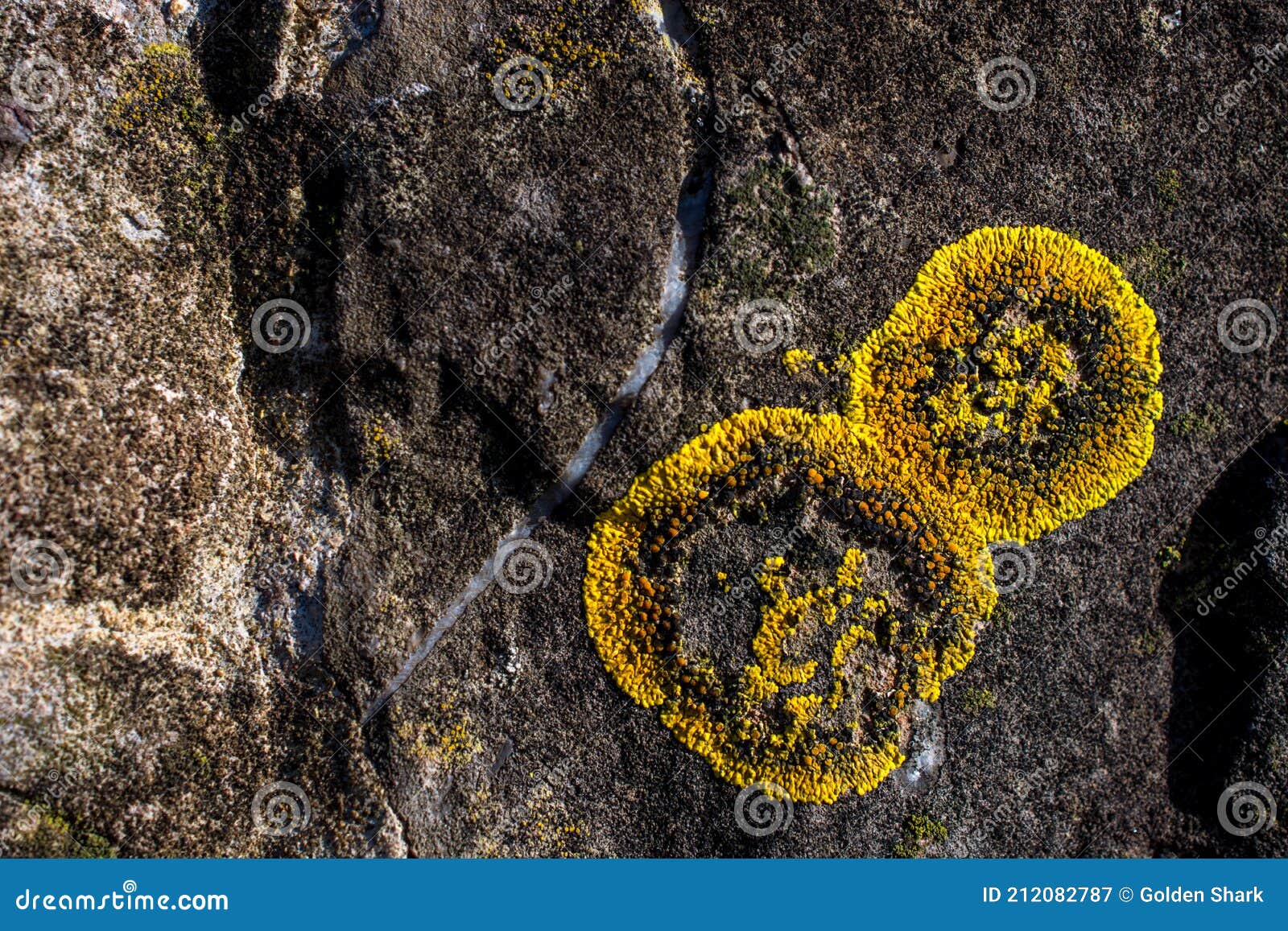 Yellow Lichens Growing on a Stone Wall Creating a Decorative Design ...
