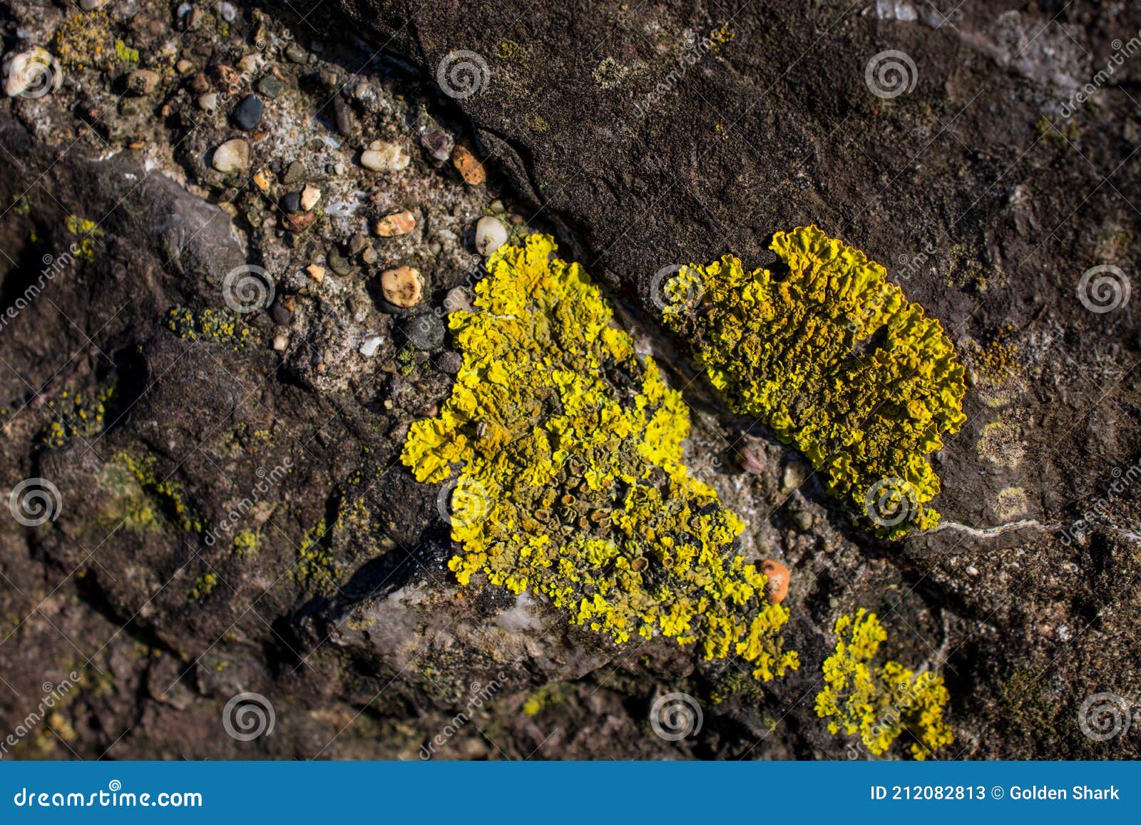 Yellow Lichens Growing on a Stone Wall Creating a Decorative Design ...