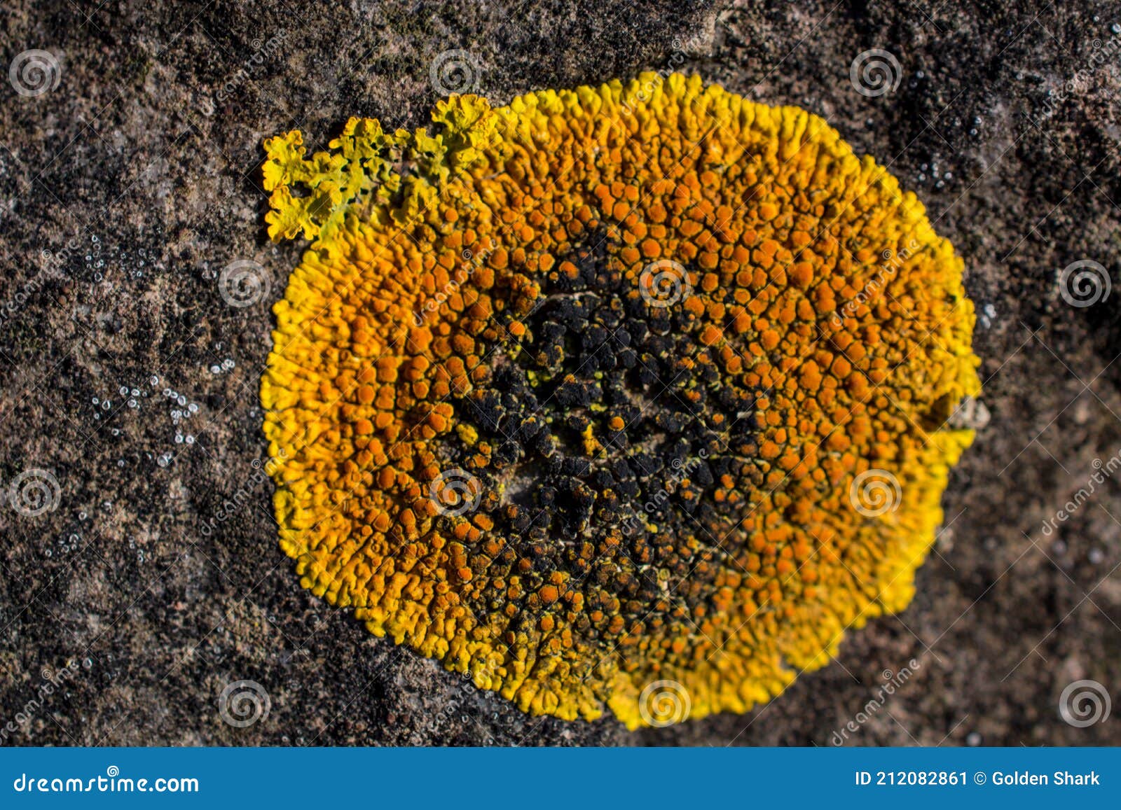 Yellow Lichens Growing on a Stone Wall Creating a Decorative Design ...