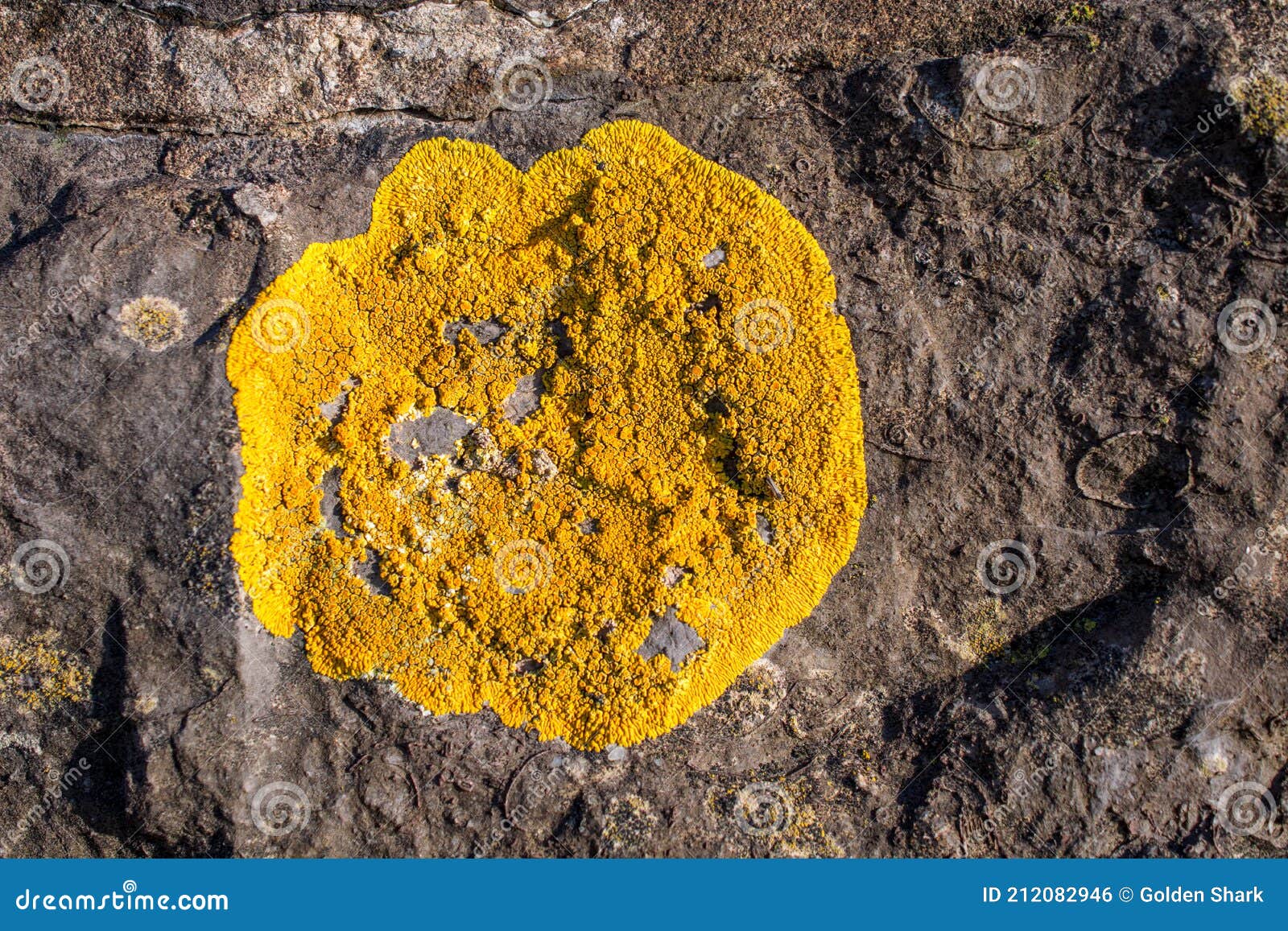 Yellow Lichens Growing on a Stone Wall Creating a Decorative Design ...