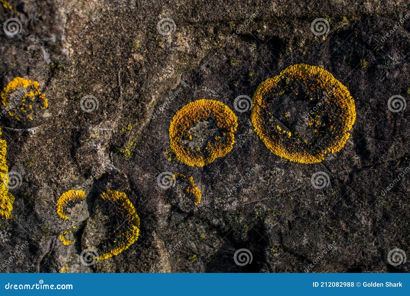 Yellow Lichens Growing on a Stone Wall Creating a Decorative Design ...