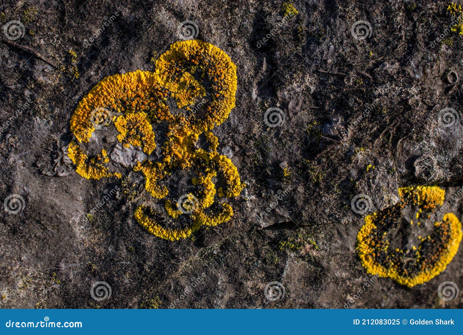 Yellow Lichens Growing on a Stone Wall Creating a Decorative Design ...