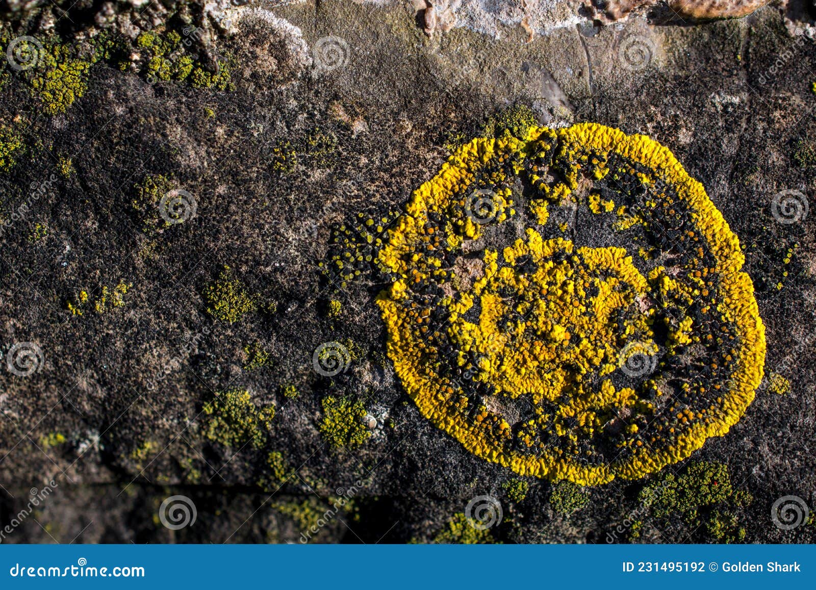 Yellow Lichens Growing on a Stone Wall Creating a Decorative Design ...