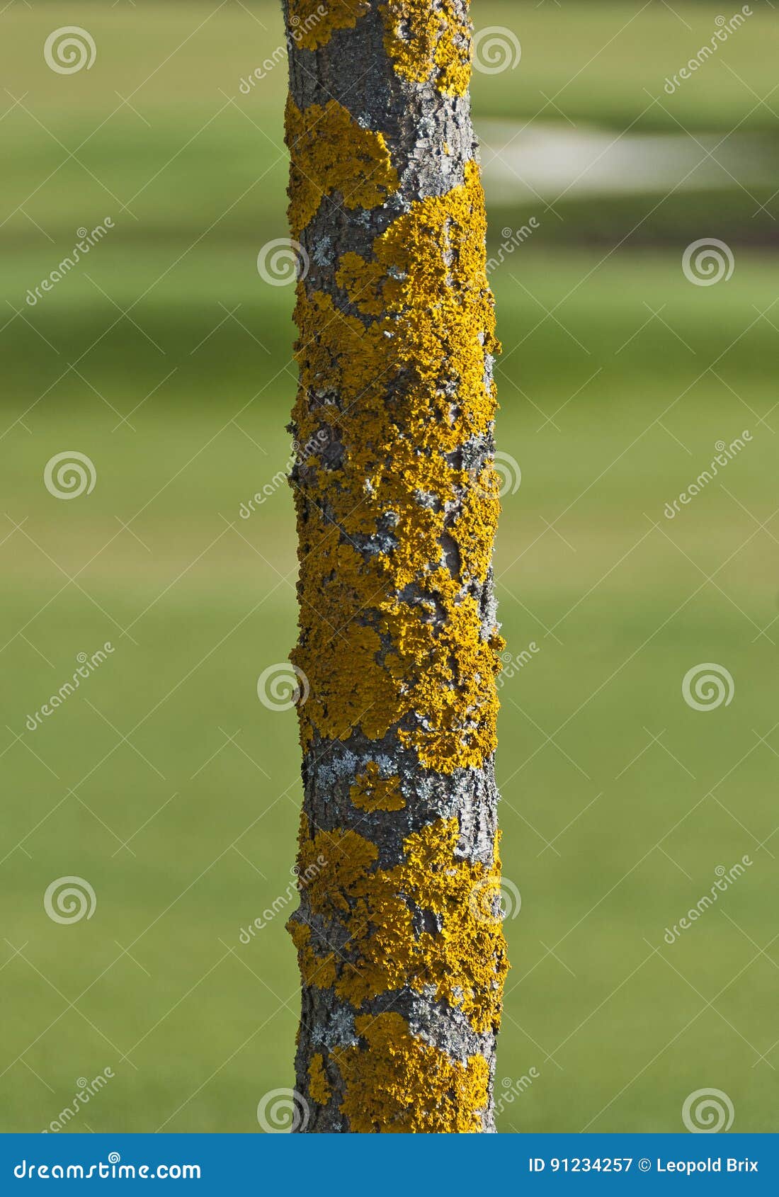 Yellow Lichens On The Bark Of A Maple Tree Royalty-Free Stock Photo ...