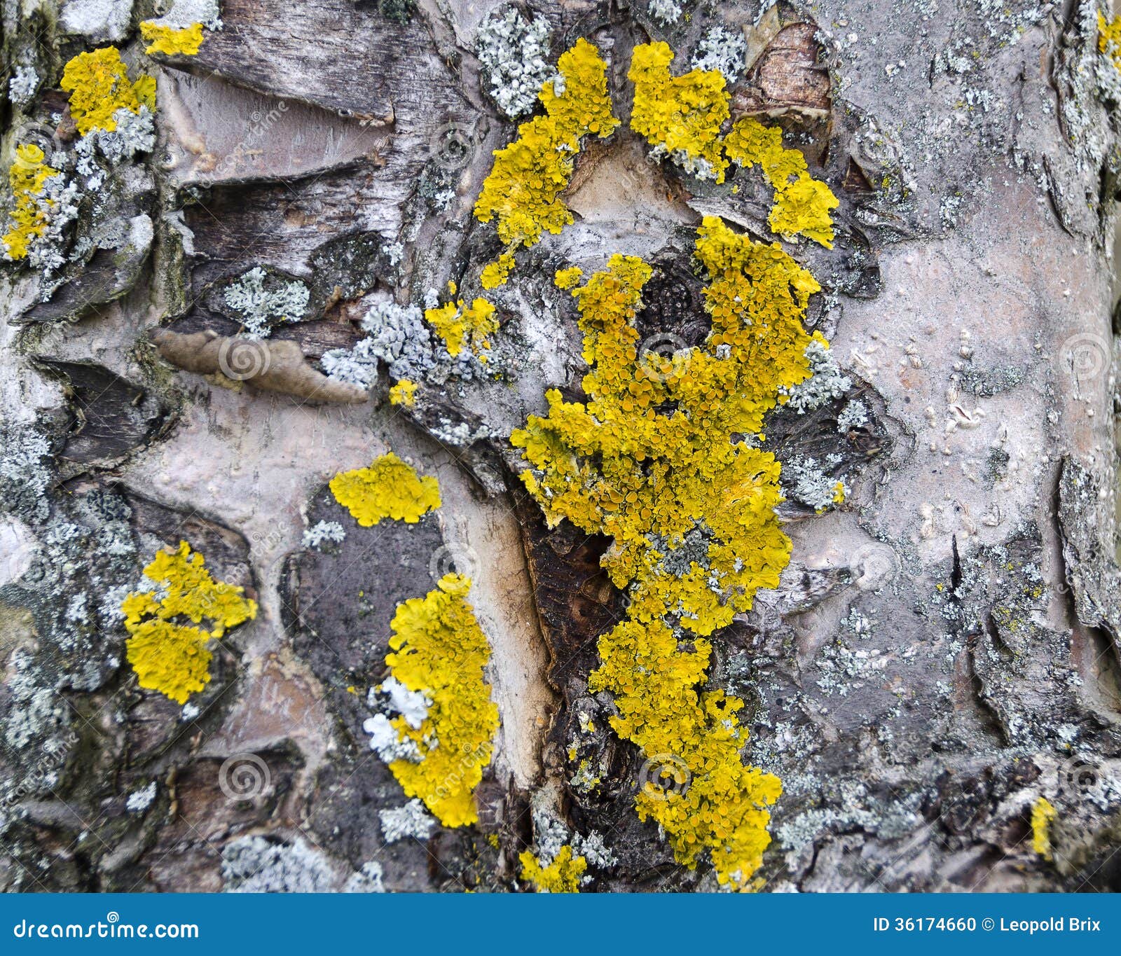 Yellow Lichens On The Bark Of A Maple Tree Royalty-Free Stock Photo ...