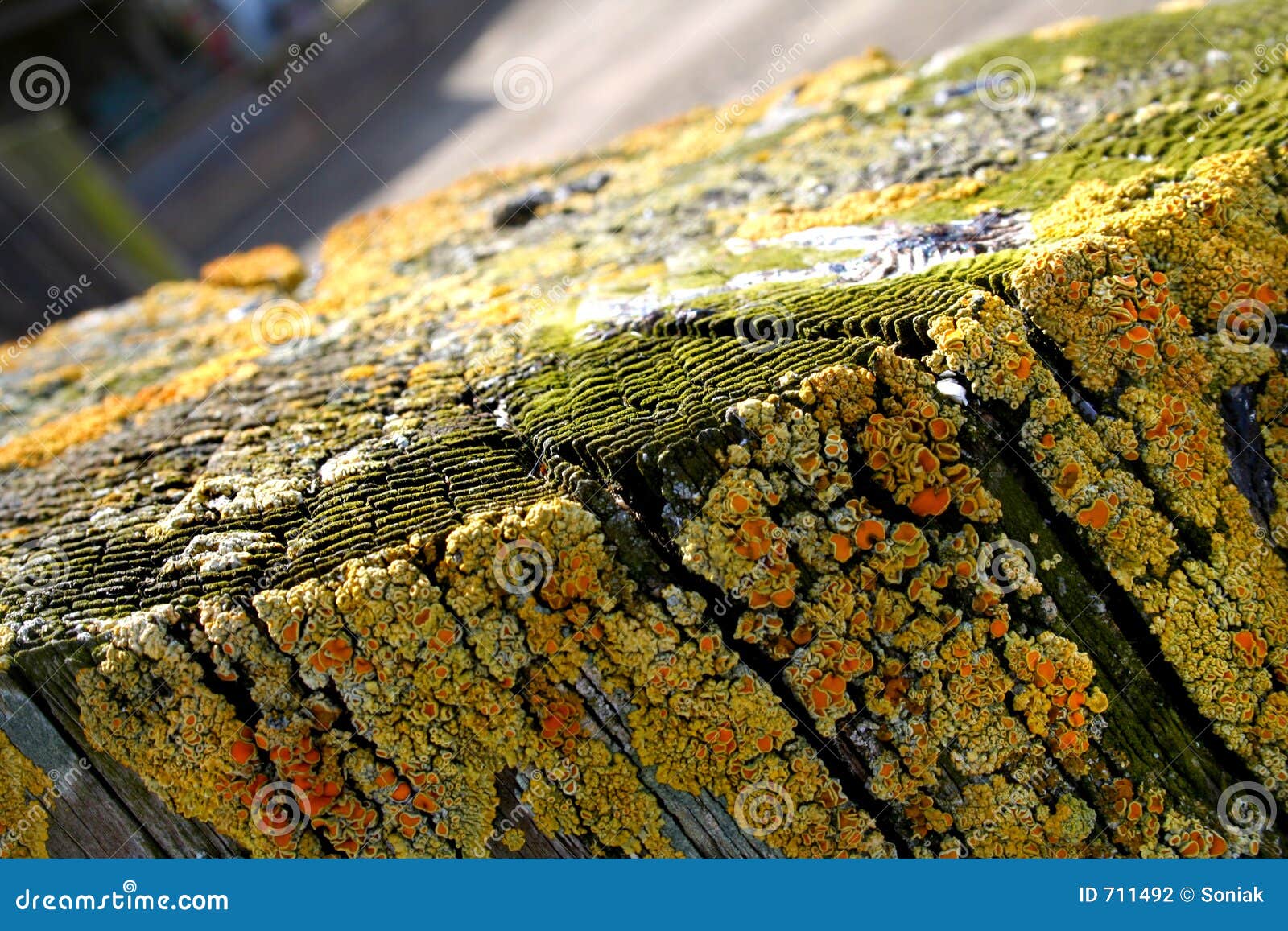 Yellow lichens on wood stock photo. Image of backdrop, abstract - 711492