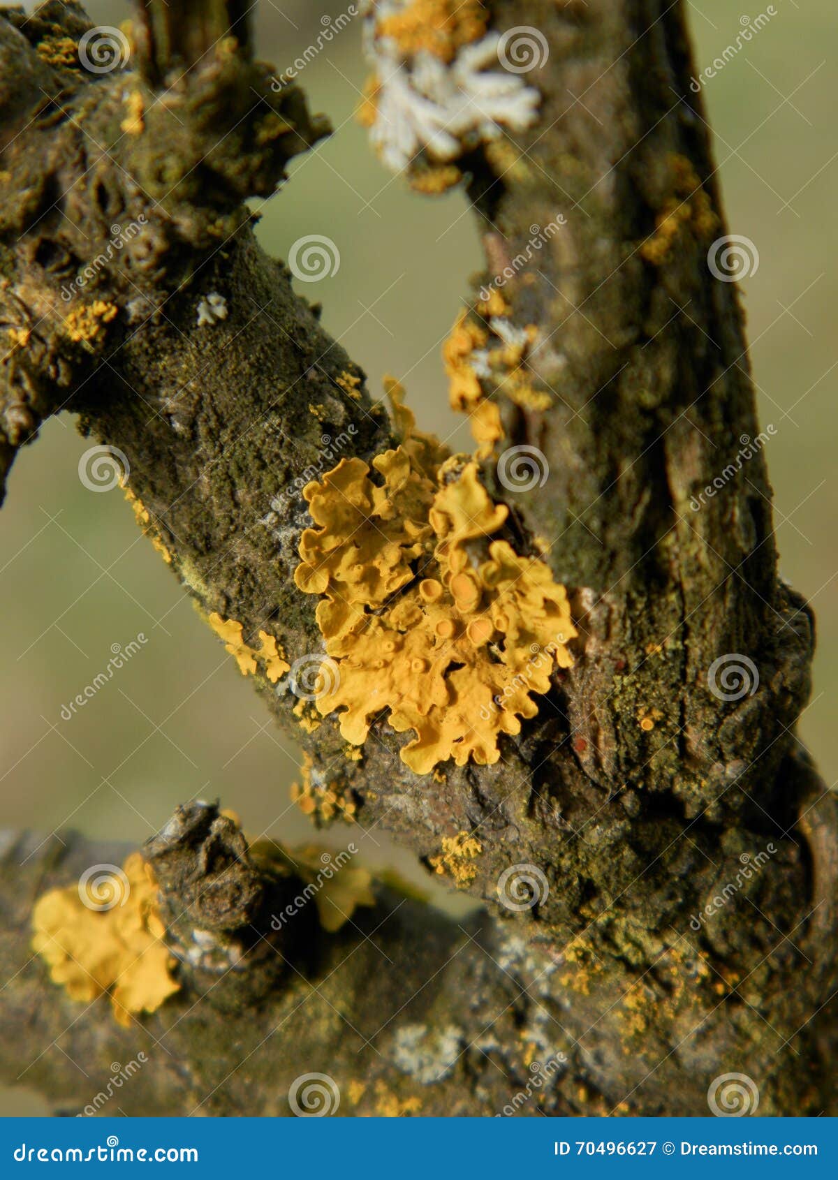 Liches Stock Photos - Free & Royalty-Free Stock Photos from Dreamstime