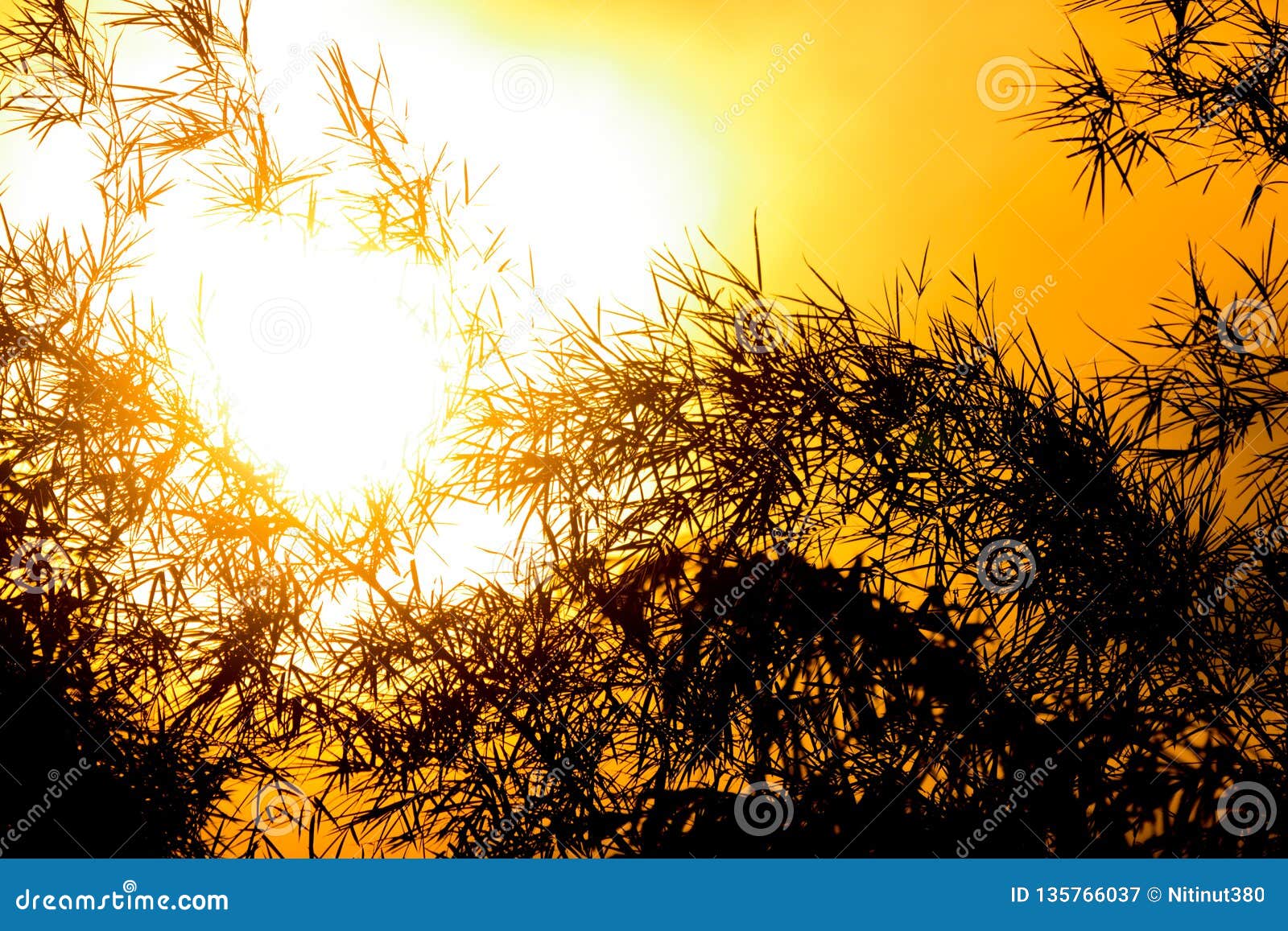 Sunset and Shodow of Bamboo Tree Stock Image - Image of forest ...