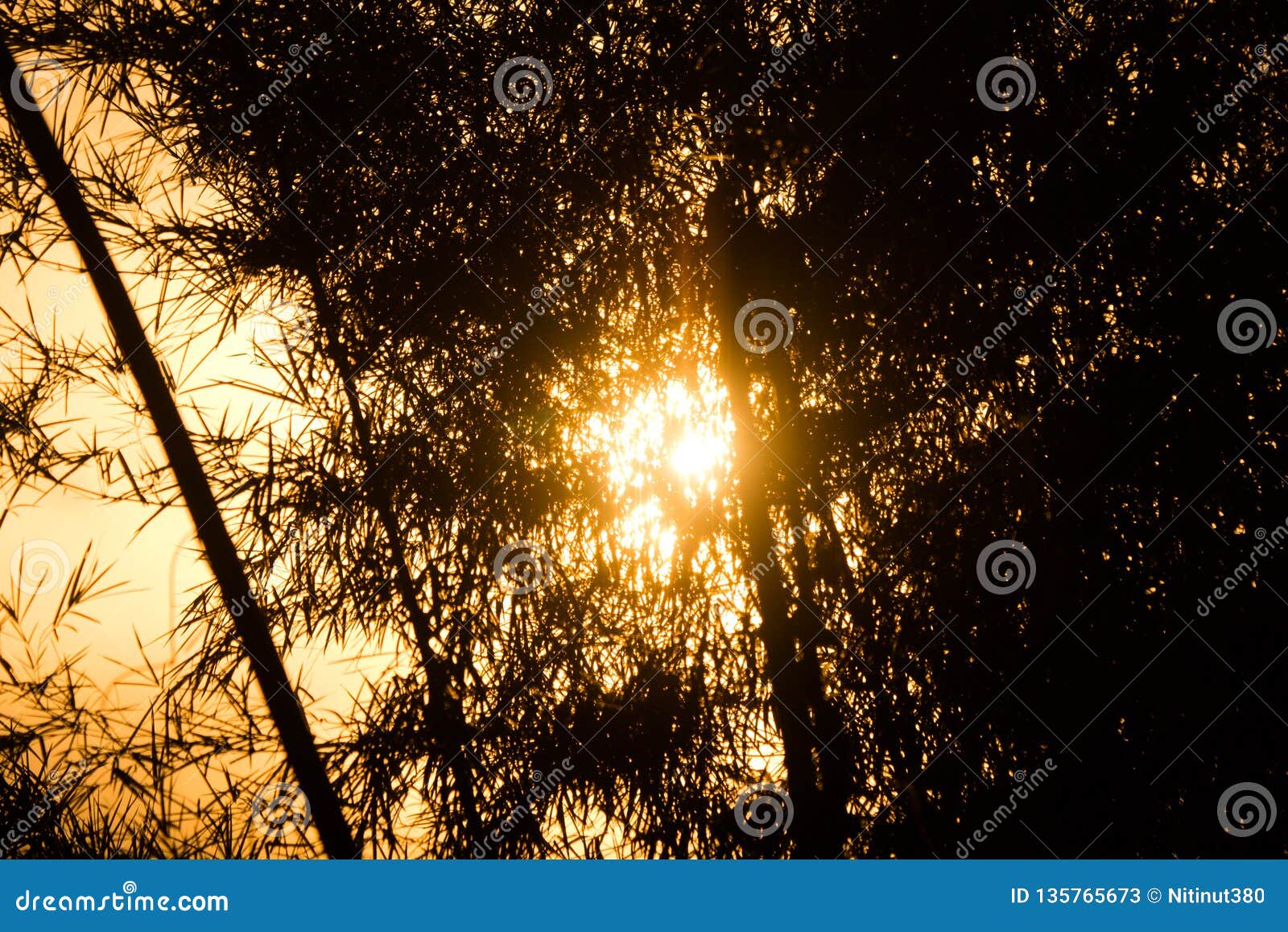 Sunset And Shodow Of Bamboo Tree Royalty-Free Stock Photography ...
