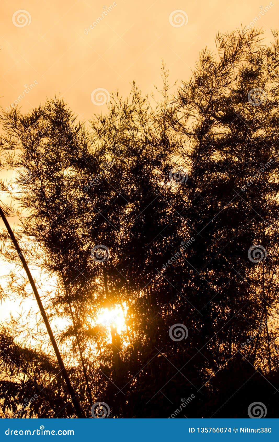 Sunset and Shodow of Bamboo Tree Stock Photo - Image of sunset, forest ...