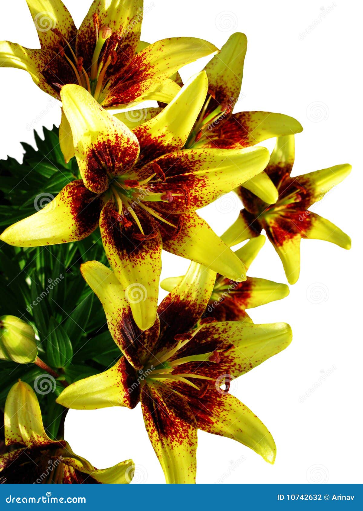 Yellow lilies stock photo. Image of plant, elegance, insulated - 10742632