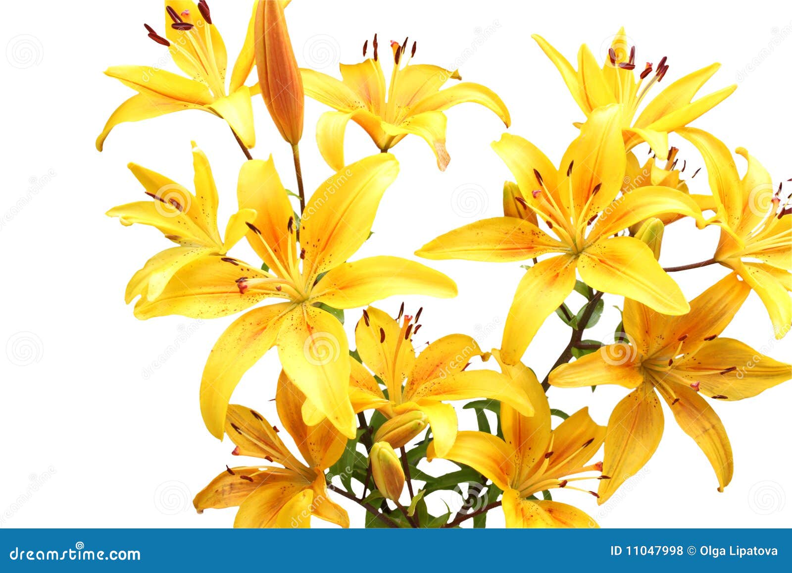 Yellow lilies stock photo. Image of plants, colored, garden - 11047998