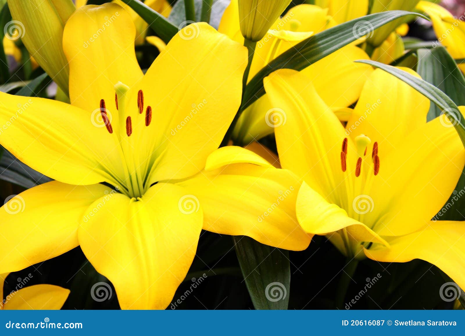 Yellow lilies stock image. Image of isolated, spring - 20616087