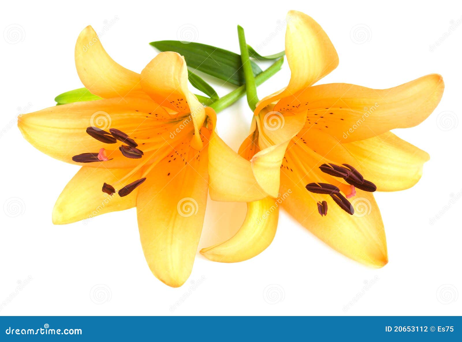 Yellow lilies stock photo. Image of flower, lilly, lily - 20653112
