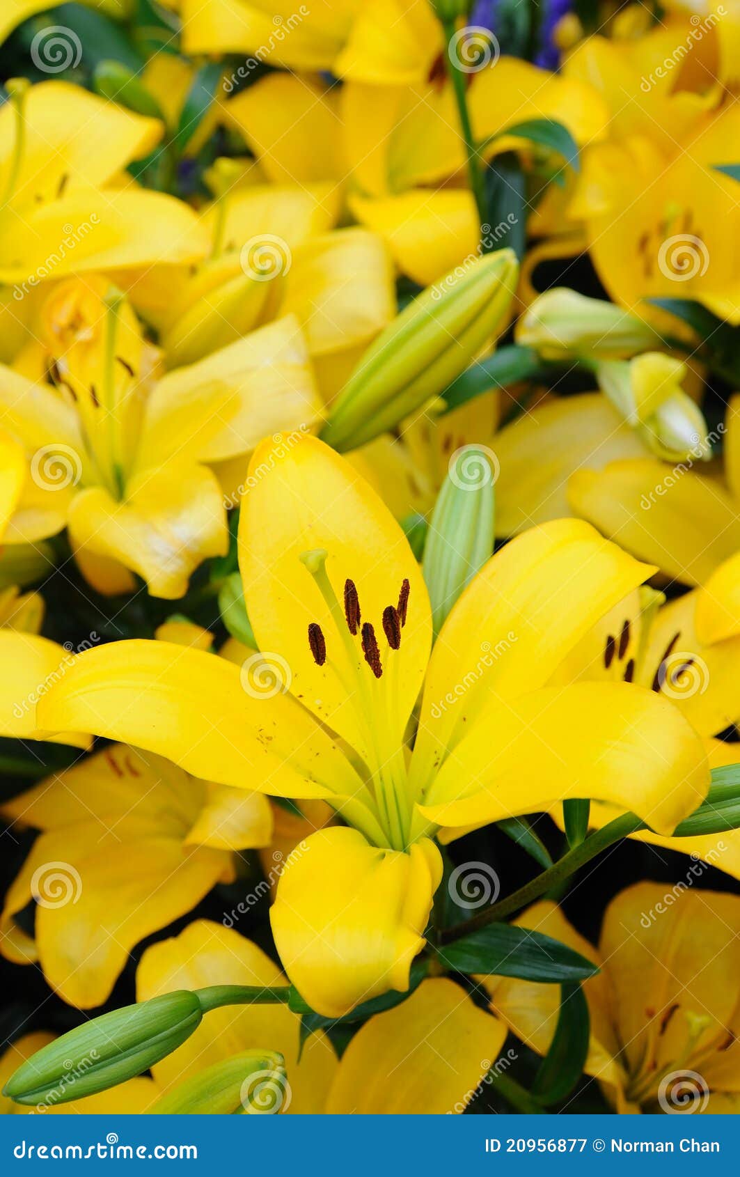 Yellow lilies stock image. Image of background, pistil - 20956877