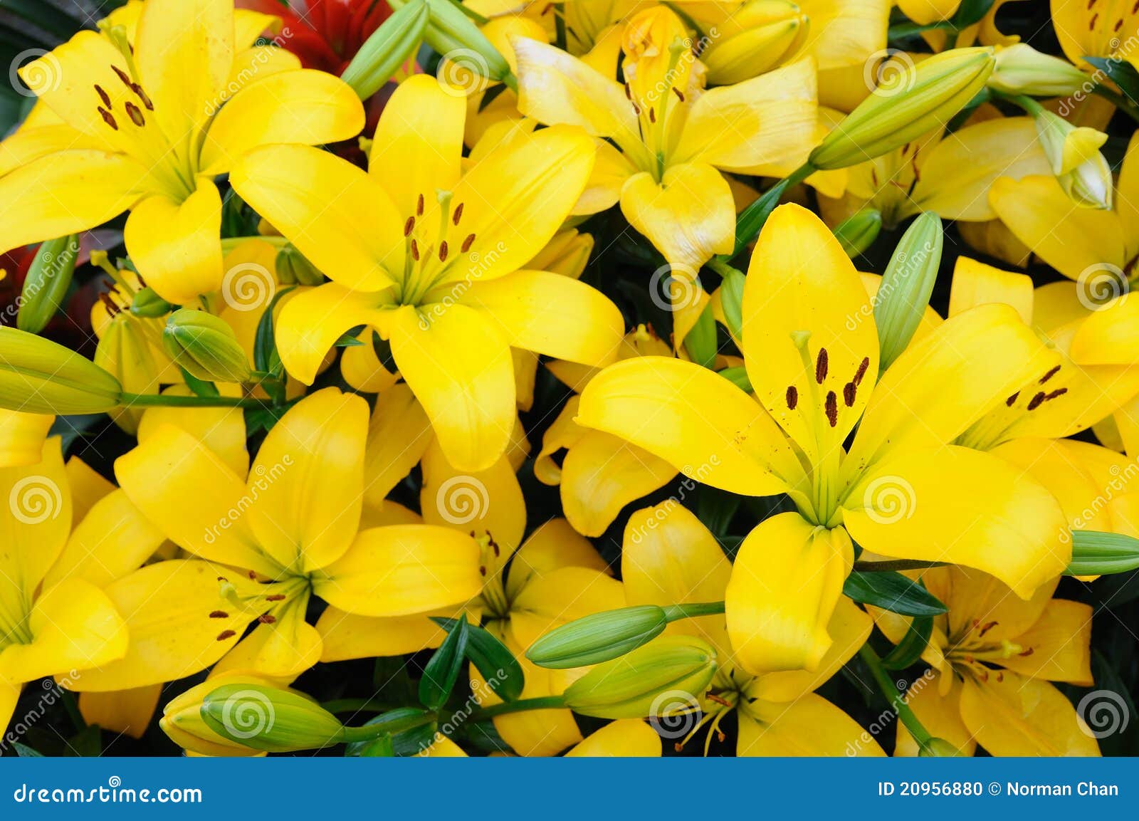 Yellow lilies stock photo. Image of seasonal, pistil - 20956880