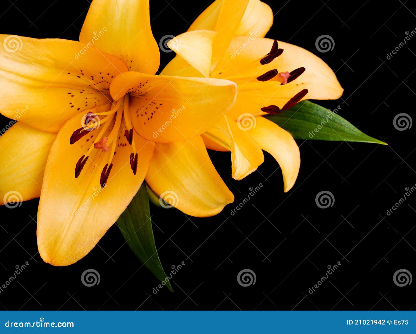 Yellow lilies stock photo. Image of flower, flora, green - 21021942