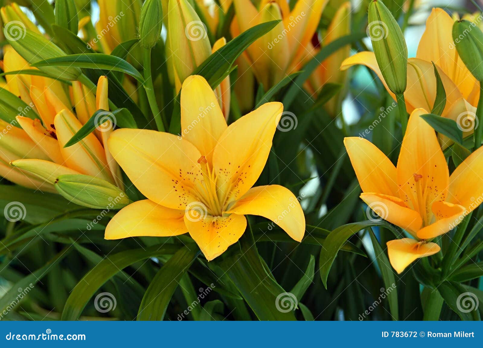Yellow lilies stock photo. Image of background, garden - 783672