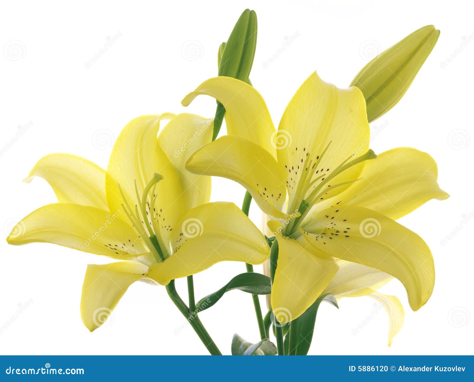 Yellow lilies on a branch stock photo. Image of growth - 5886120