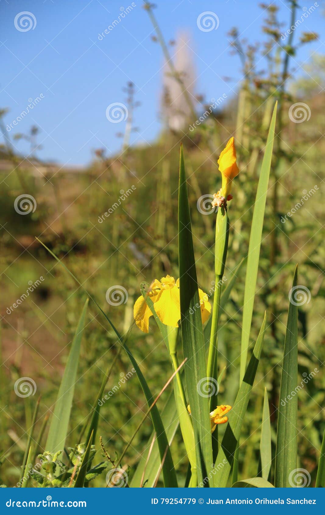 Yellow lilies stock image. Image of flower, nature, field - 79254779