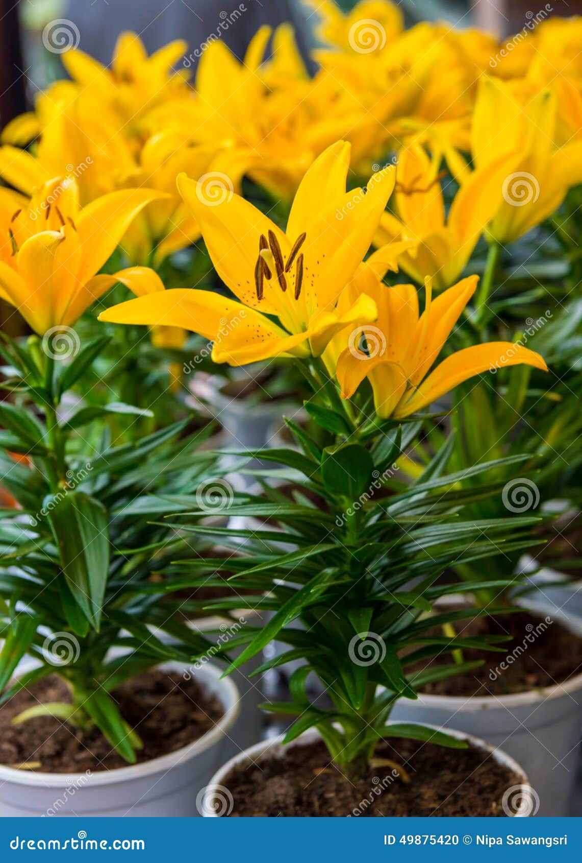 Yellow lilies flower stock photo. Image of brown, flower - 49875420