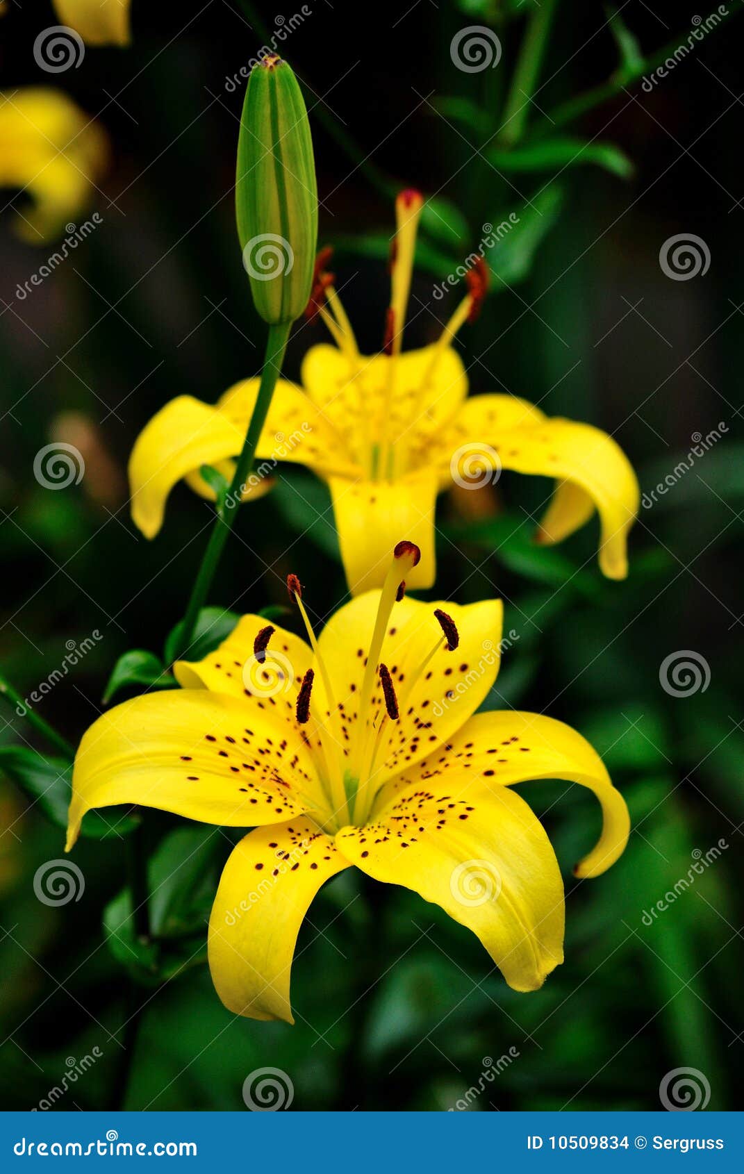 Yellow lilium stock photo. Image of element, design, garden - 10509834
